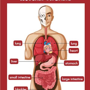 Science K-3rd Grade Human Body - Etsy