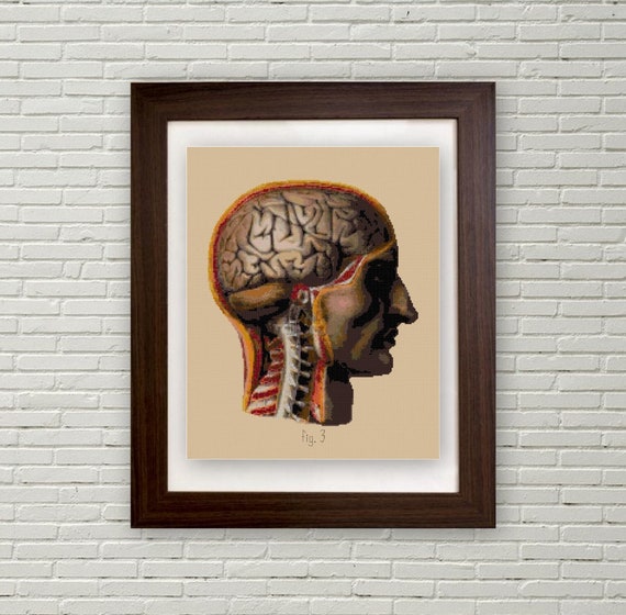 Brain Anatomical Cross Stitch Pattern Pdf Cut Away View - Etsy