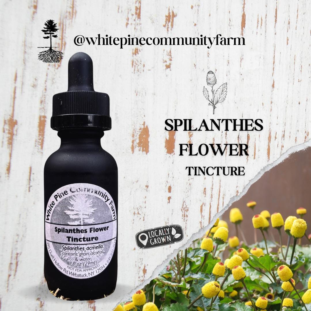 Spilanthes Flower Tincture - Etsy