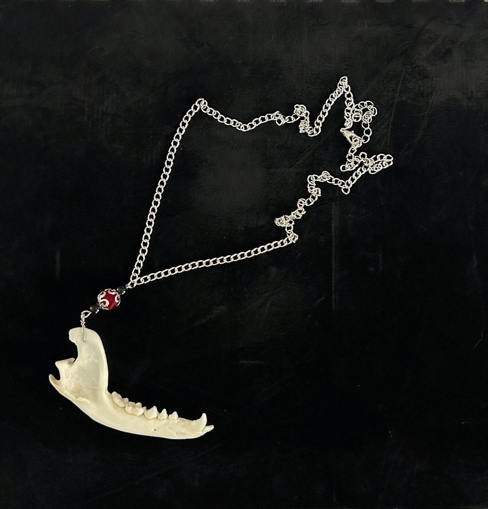Jaw Bone Necklace, Bone Jewelry, Taxidermy, Bone Pendant, Bone Necklace ...