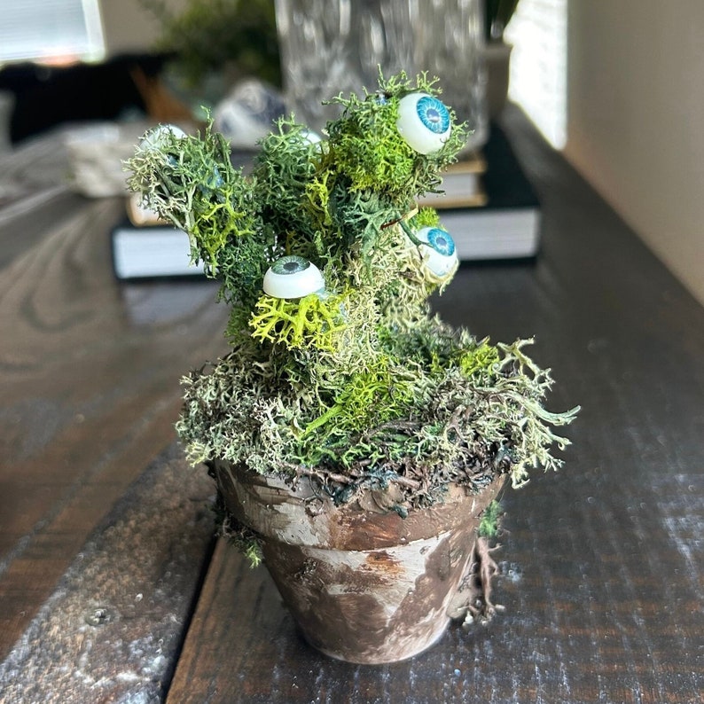 Labyrinth Eye Lichen, Labyrinth Eye Plant, Gothic Decor, Labyrinth ...