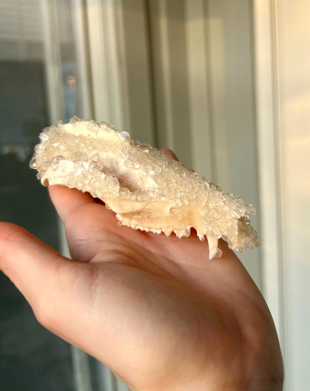 Crystalized Opossum Skull, Opossum Skull, Oddities, Gothic Decor ...