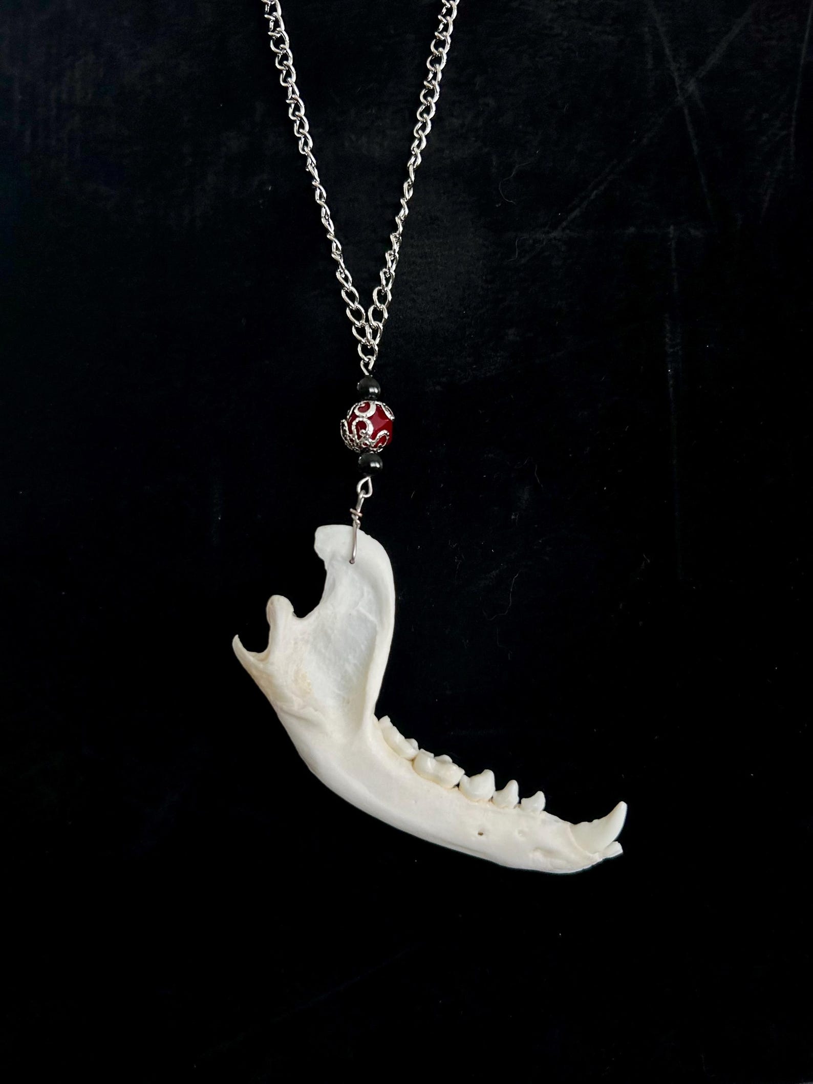 Jaw Bone Necklace, Bone Jewelry, Taxidermy, Bone Pendant, Bone Necklace ...