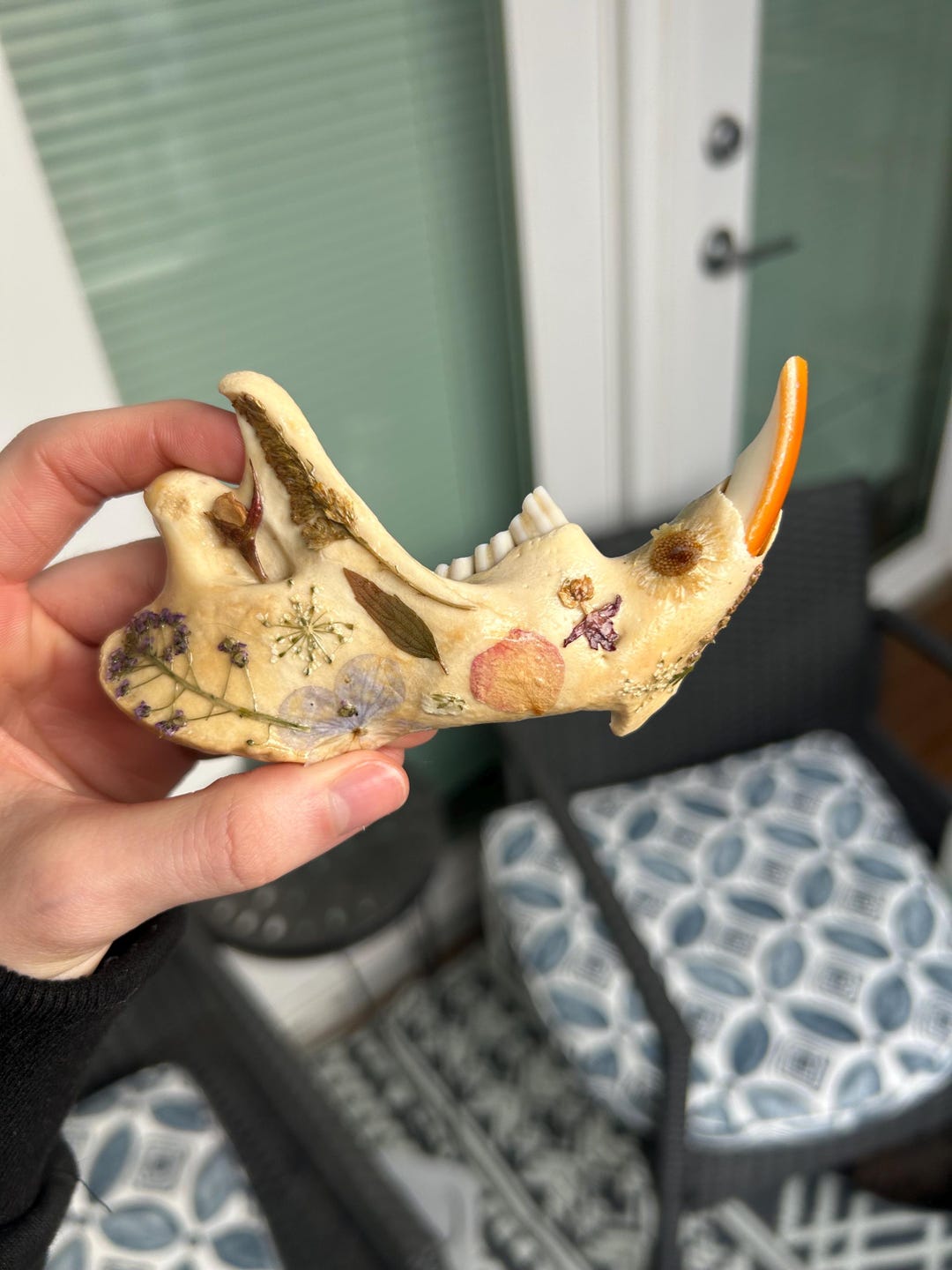 Floral Beaver Jaw Bone, Nature-inspired Ethical Taxidermy Decor ...