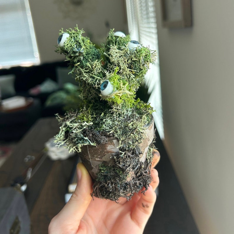 Labyrinth Eye Lichen, Labyrinth Eye Plant, Gothic Decor, Labyrinth ...