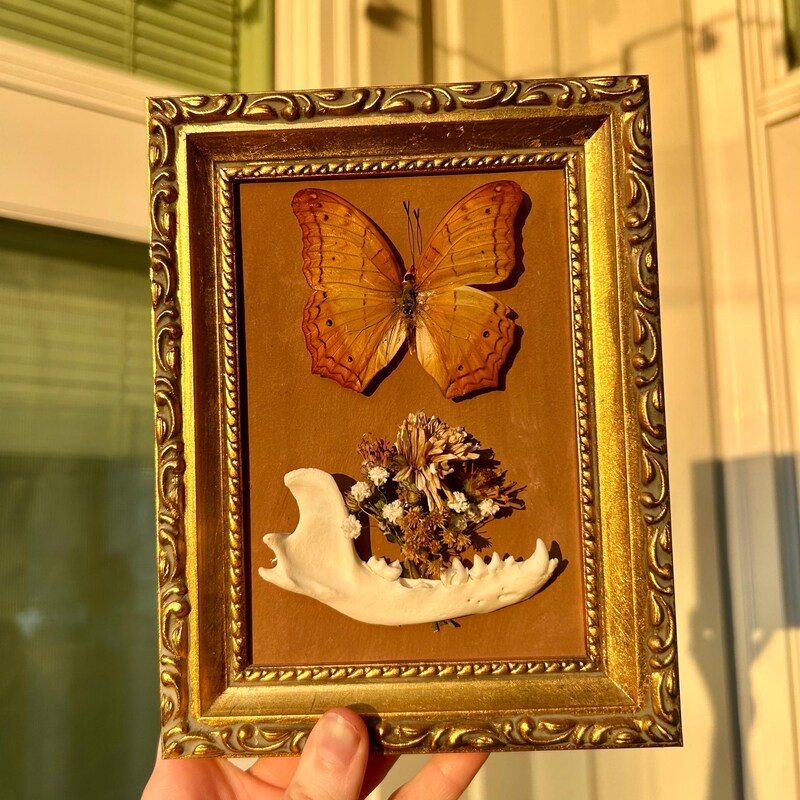 Framed Insects - Etsy