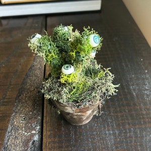 Labyrinth Eye Lichen, Labyrinth Eye Plant, Gothic Decor, Labyrinth ...