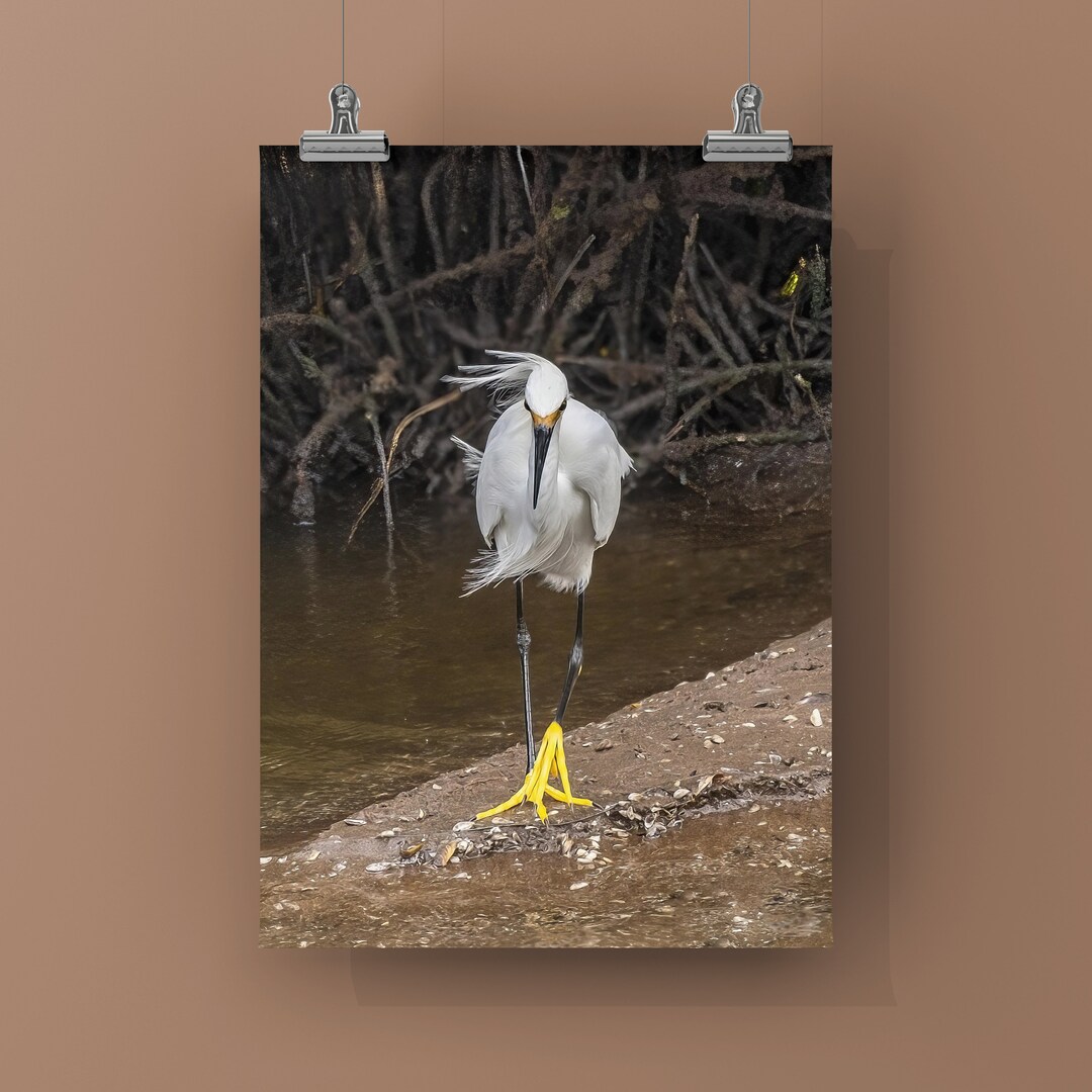 RAIN BOOTS - Color Photography Print of Snowy Egret. Florida Bird ...