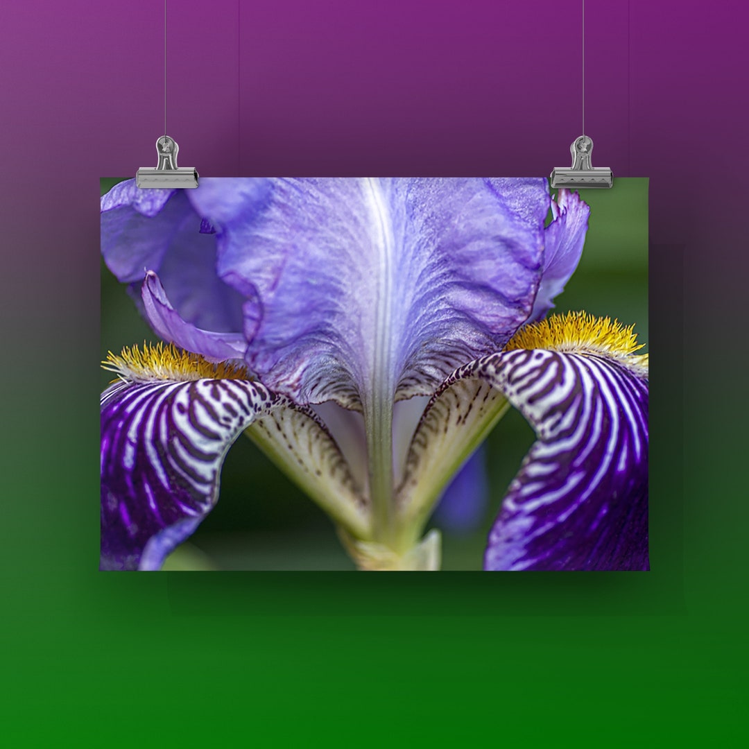 CLASSIC IRIS - Unframed Print, Mounted on Metal or Canvas. Color ...