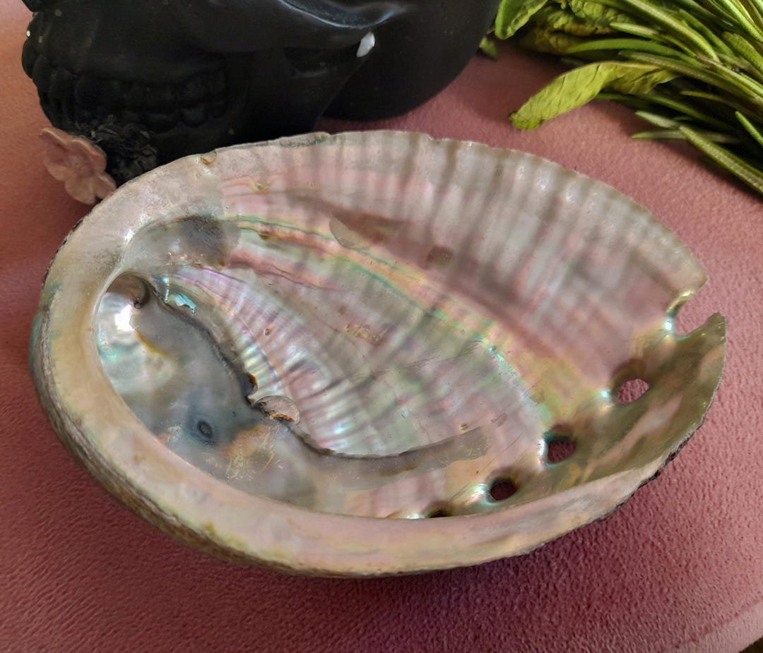 Large Natural Abalone Shell - Etsy