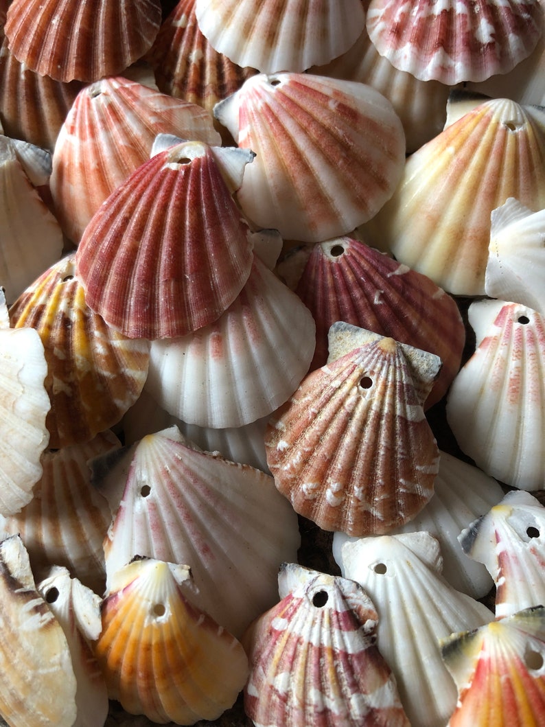 Sea Shells for Crafts or Decor With a Hole - Etsy