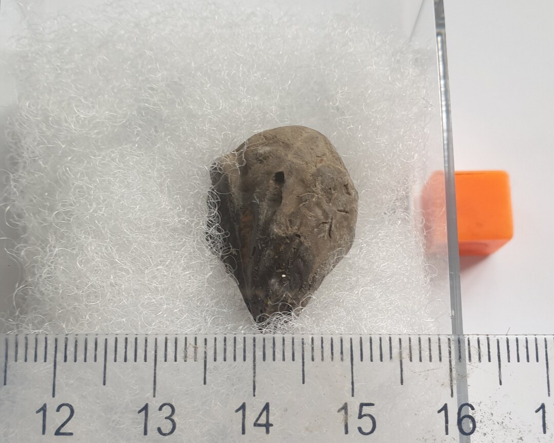 Birostrina Sulcata Bivalve - Gault Clay, Kent - Cretaceous - BOXED - Etsy