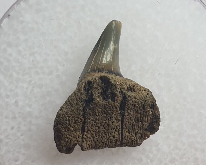 ULTRA RARE Fossil Cow Shark Tooth Notorynchus 1.3cm | Etsy