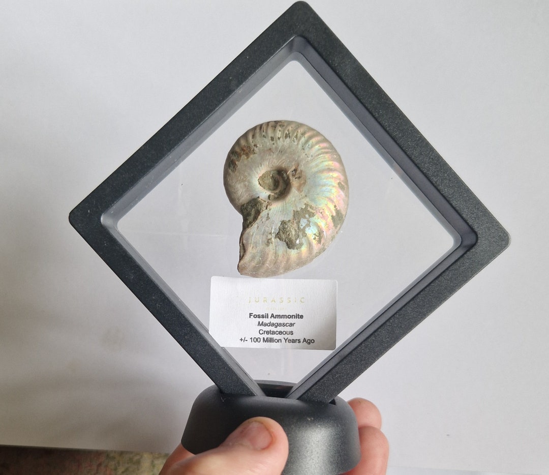 Shimmering Pearlised Fossil Ammonite- in Floating Display Frame - 5.5cm ...