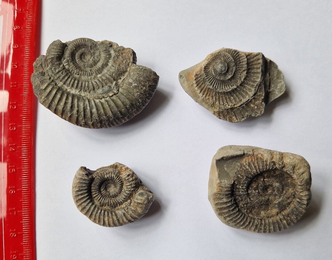 4 Whitby Ammonites -dactylioceras Jurassic - CLEARANCE LOT - Etsy