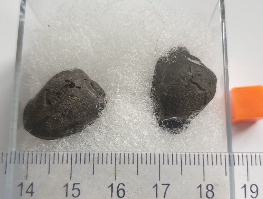 2 Fossil Bivalves - Gault Clay, Kent - Cretaceous - Etsy