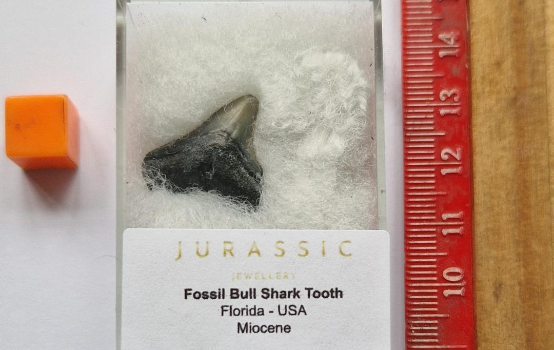 Beautiful Boxed Fossil Bull Shark Tooth - Florida - Gorgeous Shiny ...