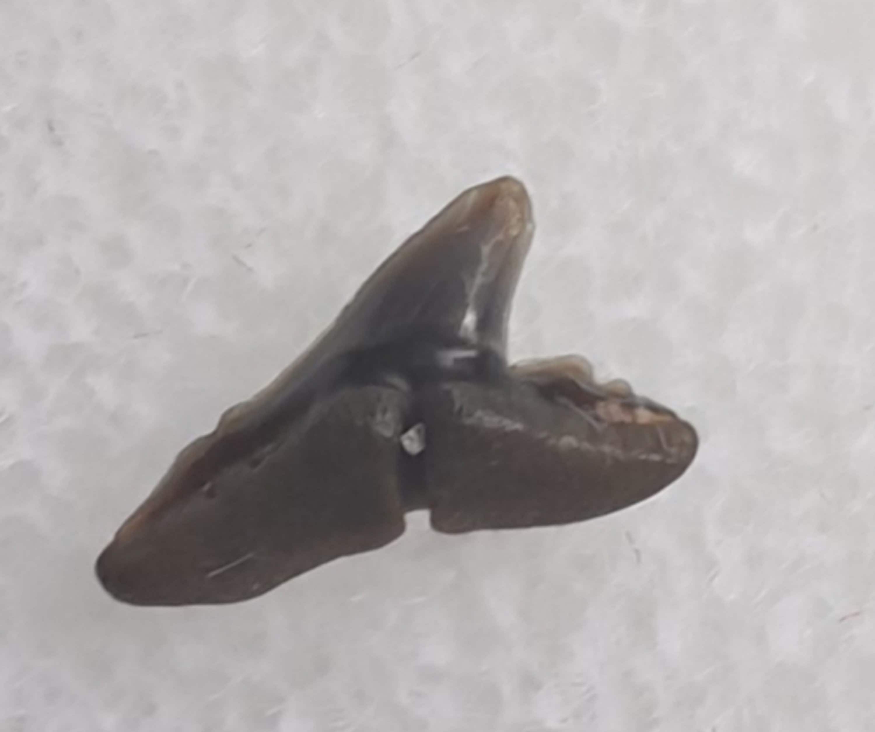 RARE UK Shark Tooth Physogaleus secundus London Clay Essex | Etsy
