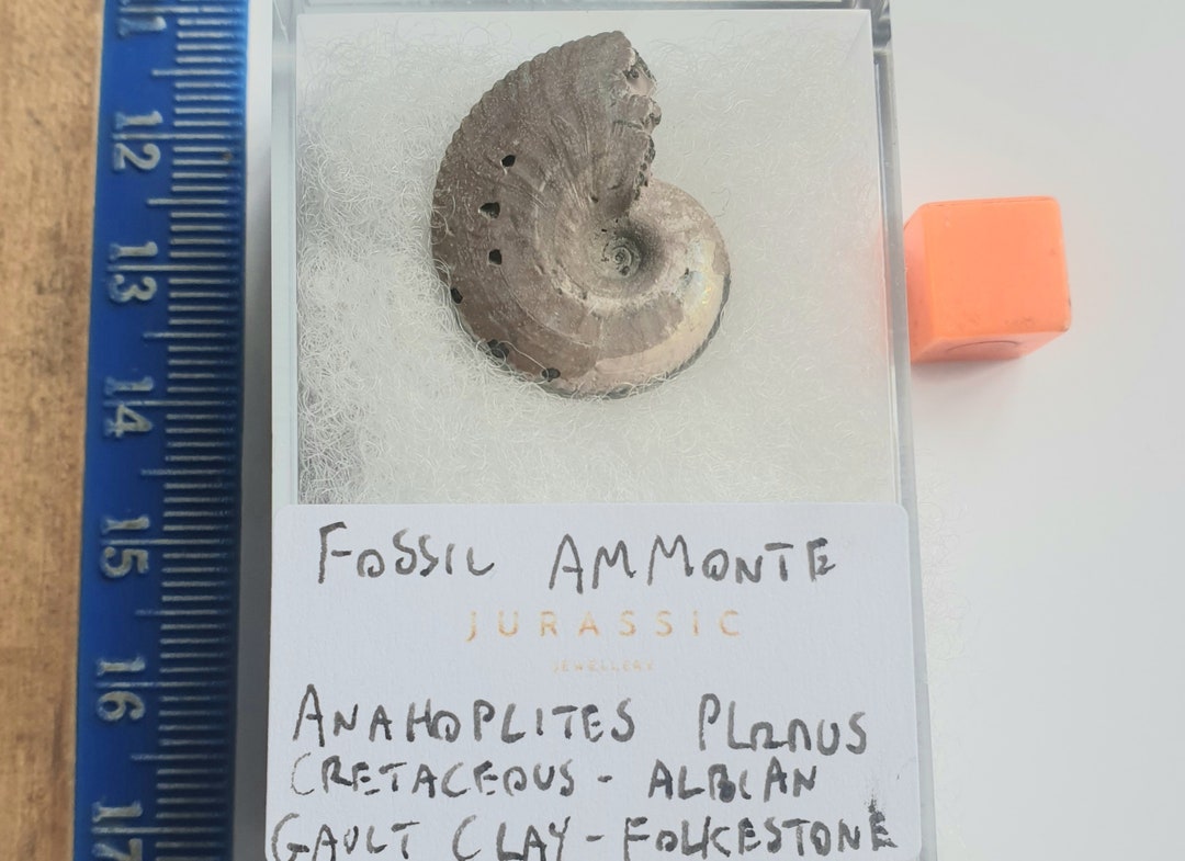 Rare Anahoplites Planus Ammonite- Gault Clay UK , Folkestone Kent 2.4cm ...