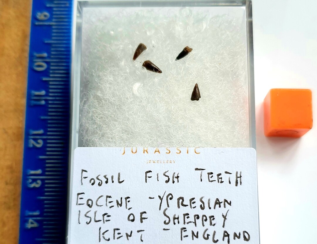 Boxed Set of Fossil Fish Teeth - London Clay - Isle of Sheppey, Kent ...