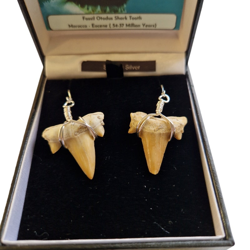 Sharks Tooth Set in Silver - Etsy UK