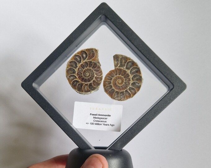Superb Boxed Fossil Ammonite Slice Pair - in Floating Display Frame - 3 ...
