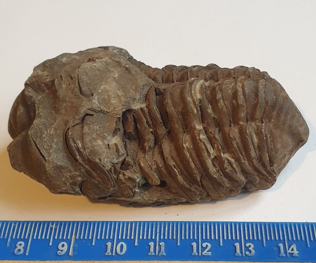 Diacalymene Trilobite - Morocco. Cute Fossil 7.8cm - Etsy