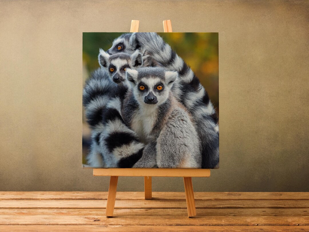 Ring-tailed Lemur Family Wall Art, Lemur Catta Family Ready to Hang ...