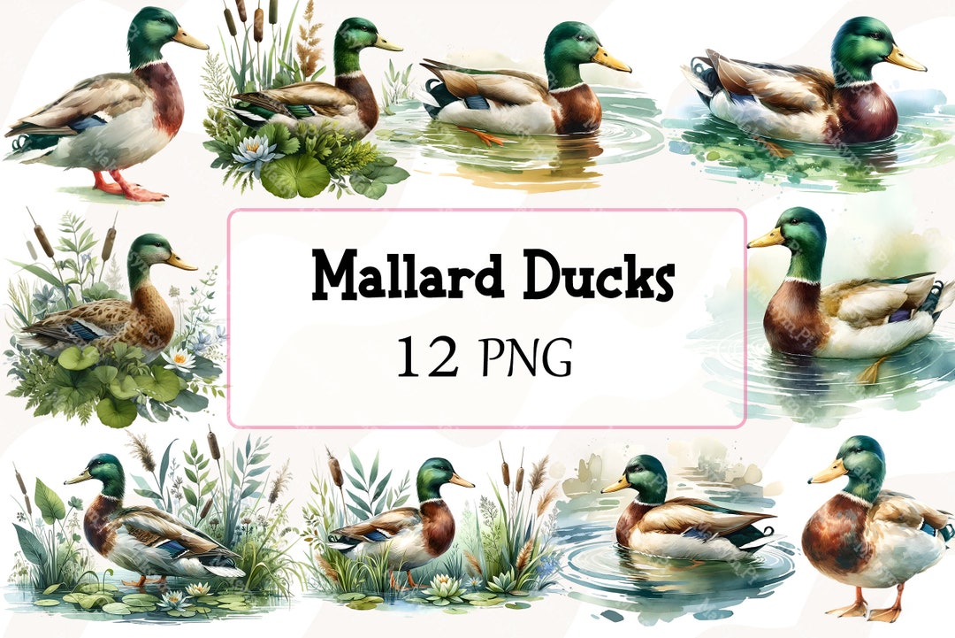 Watercolor Mallard Duck Clipart, PNG Digital Illustration Bundle, for ...