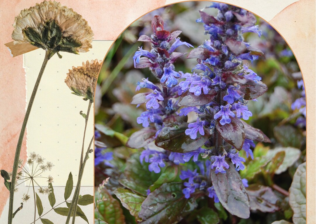 Ajuga Reptans Perennial Seeds, Collection of Garden Seeds for Planting ...