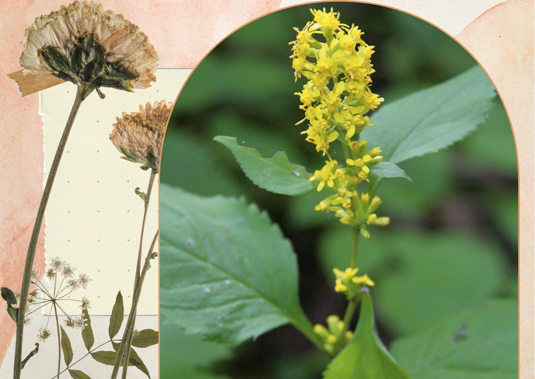 Solidago Flexicaulis Seeds, Collection of Garden Seeds for Planting ...