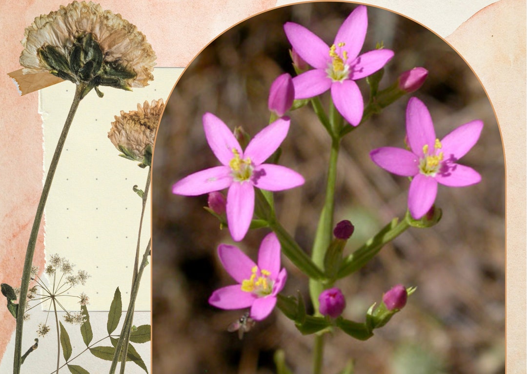 Centaurium Muehlenbergii Seeds ,collection of Garden Seeds for Planting ...