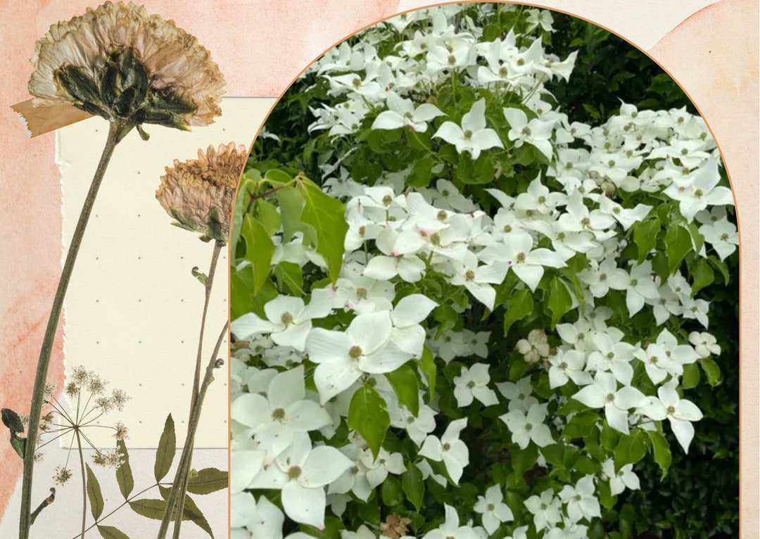 Cornus Kousa Chinensis Seeds, Collection of Garden Seeds for Planting ...