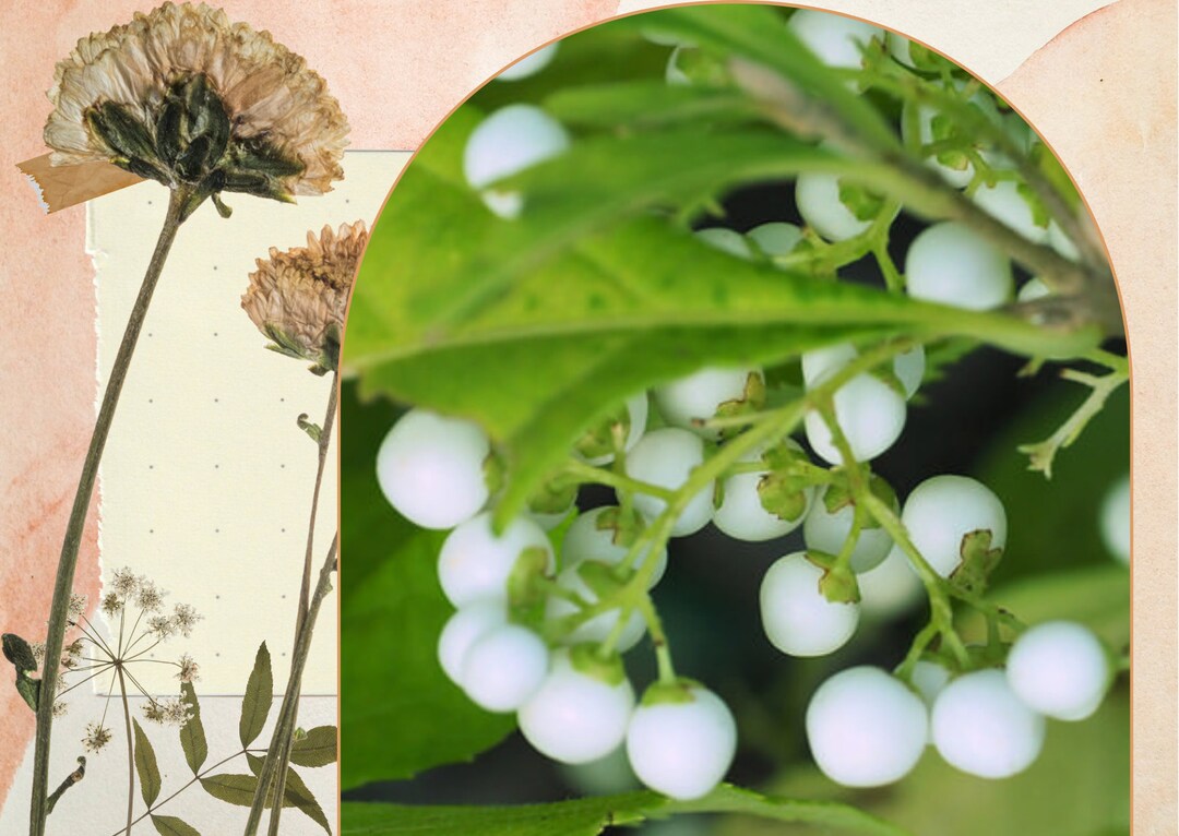 Callicarpa Japonica 'leucocarpa' Seeds ,collection of Garden Seeds for ...