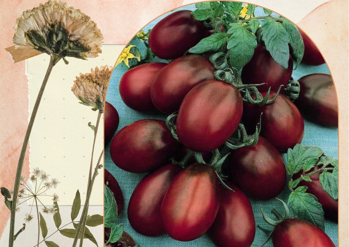 Black Plum Paste Tomato Seeds, Collection of Garden Seeds for Planting ...