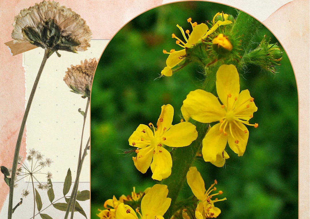 Agrimonia Eupatoria Seeds ,collection of Garden Seeds for Planting ...