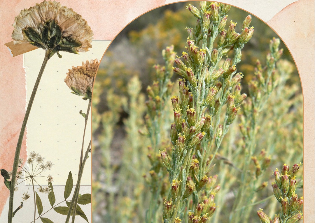 Artemisia Nova Seeds ,collection of Garden Seeds for Planting, Black ...