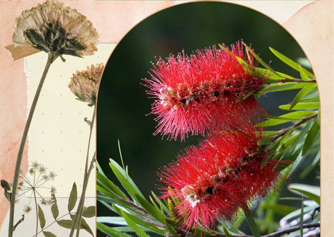 Callistemon Citrinus Seeds ,collection of Garden Seeds for Planting ...