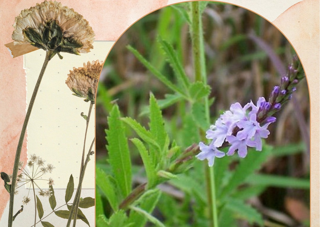 Verbena Simplex Seeds, Collection of Garden Seeds for Planting ...