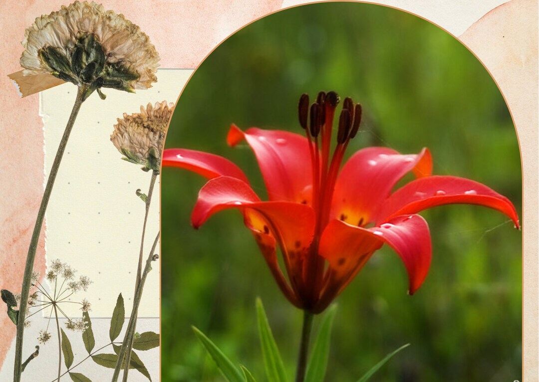 Lilium Philadelphicum Seeds, Collection of Garden Seeds for Planting ...