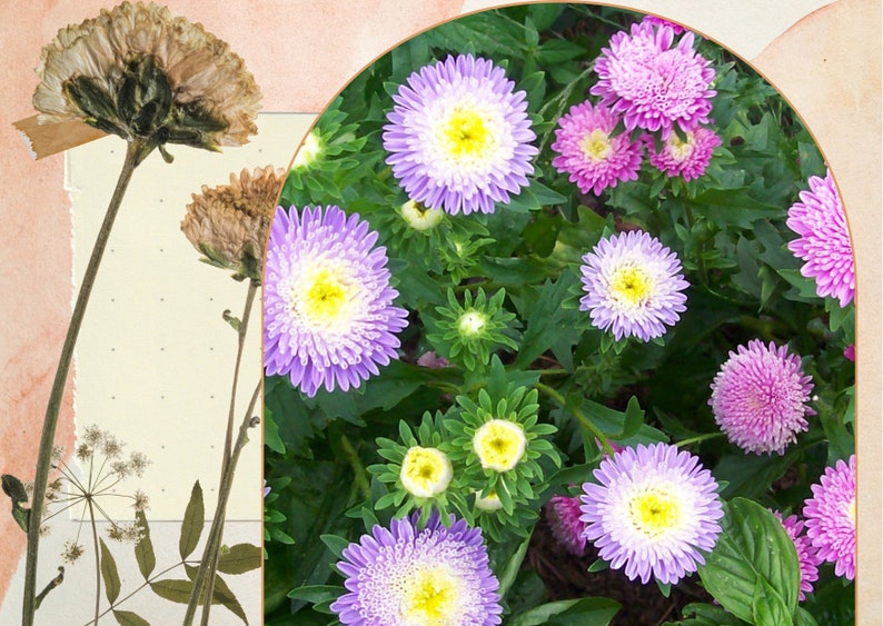 Aster Powderpuff Mix Annual Seeds, Collection of Garden Seeds for ...