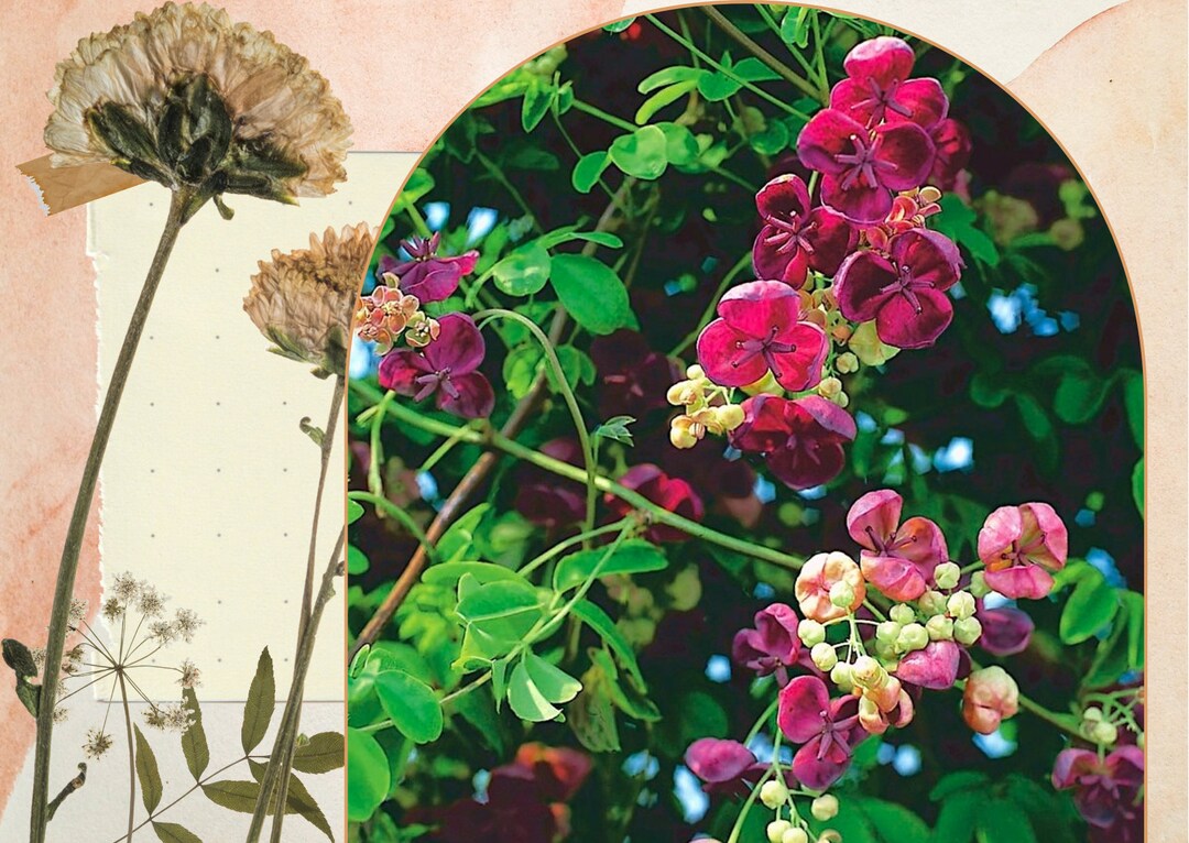 Akebia Trifoliata Seeds ,collection of Garden Seeds for Planting ...