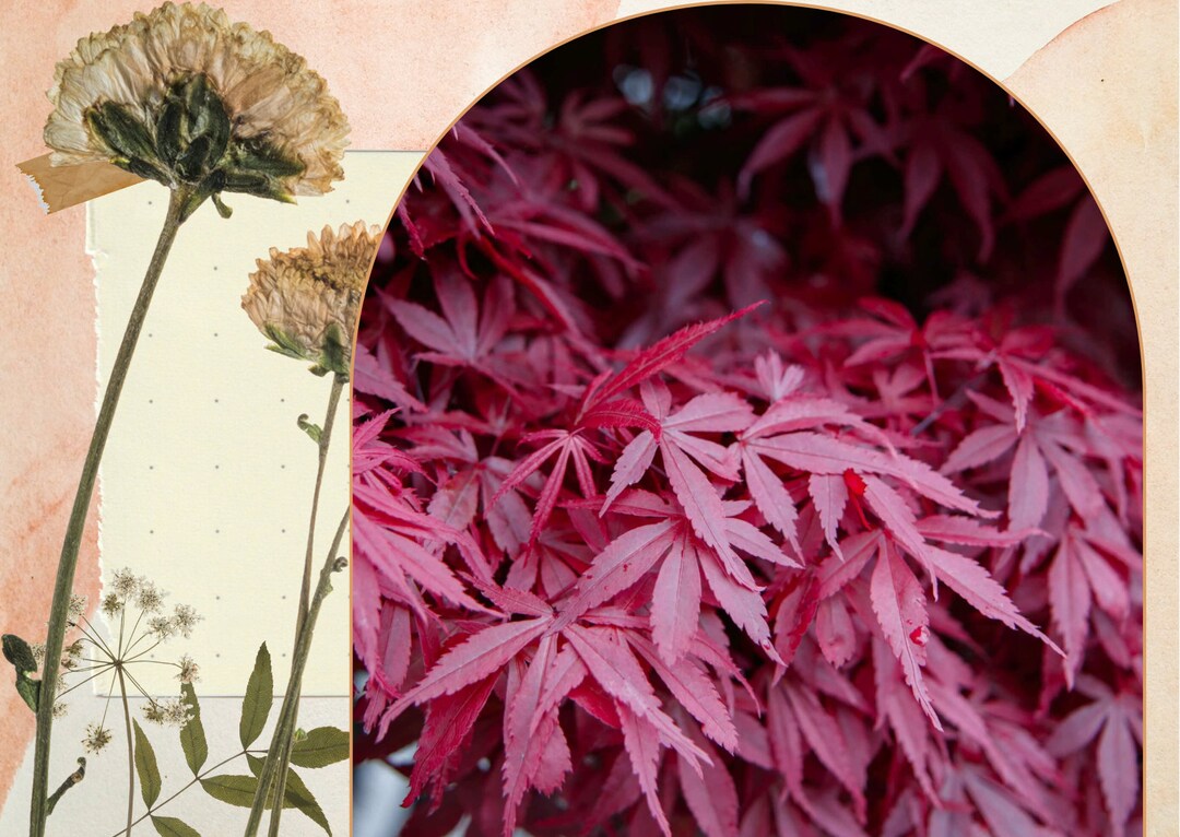 Acer Palmatum Atropurpureum Bloodgood Dry Seeds, Collection of Garden ...