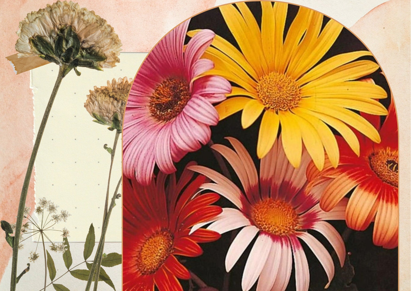 Arctotis Harlequin Mix Annual Seeds, Collection of Garden Seeds for ...