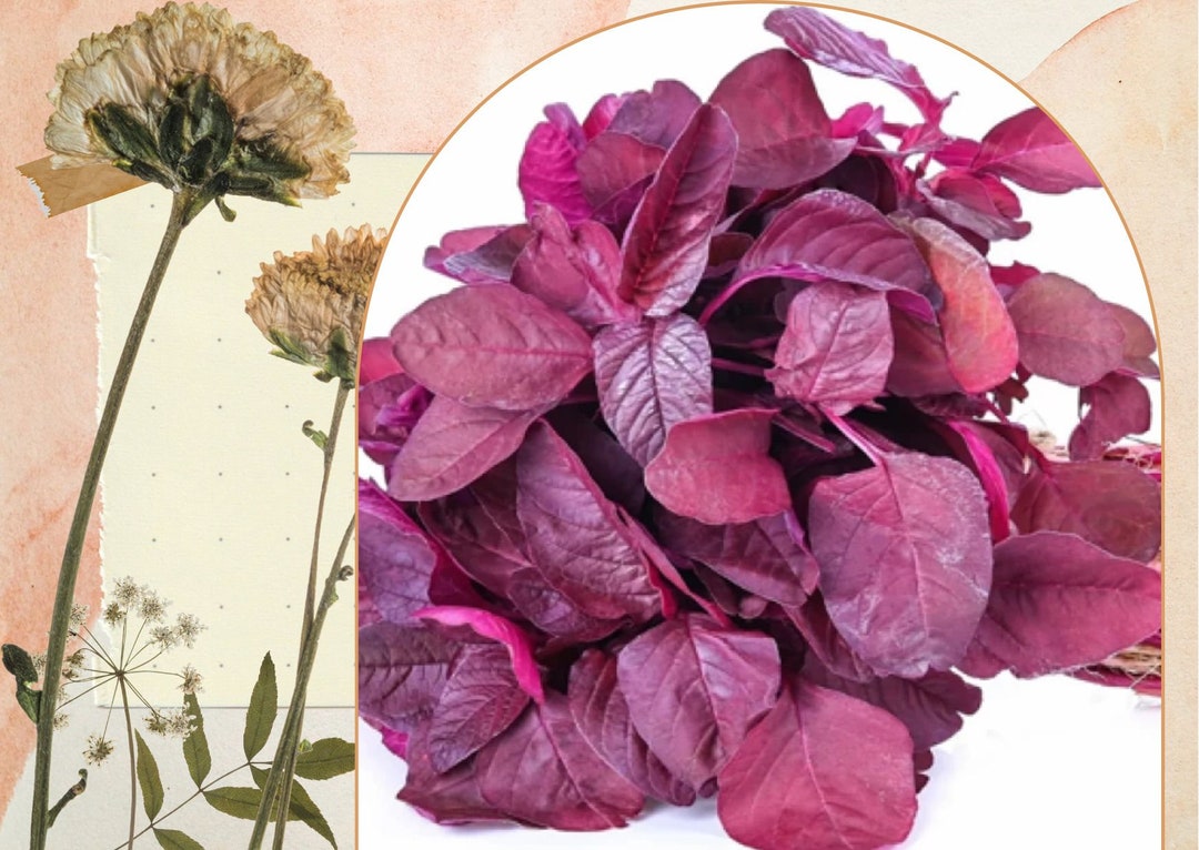Amaranth Chinese Spinach Asia Red Vegetable Seeds, Collection of Garden ...
