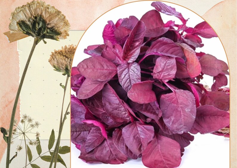 Amaranth Chinese Spinach Asia Red Vegetable Seeds, Collection of Garden ...