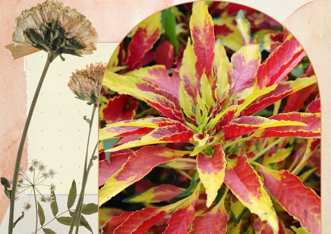 Amaranthus Tricolor Perfecta Annual Seeds, Collection of Garden Seeds ...