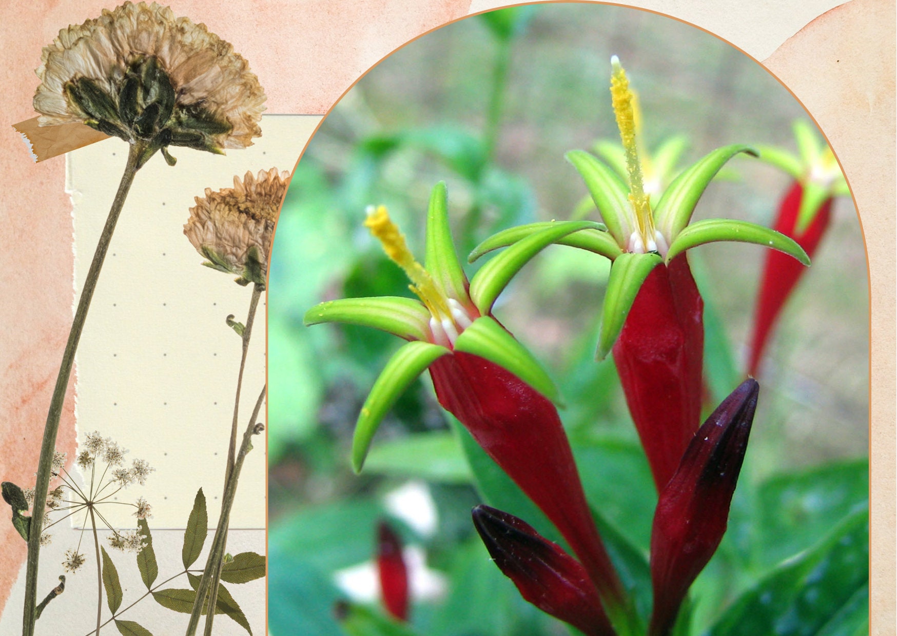 Spigelia Marilandica Seeds, Collection of Garden Seeds for Planting ...