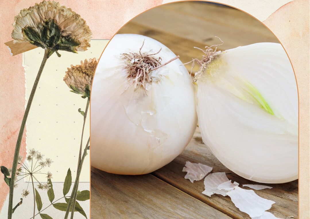 Allium Cepa White Sweet Spanish Seeds ,collection of Garden Seeds for ...