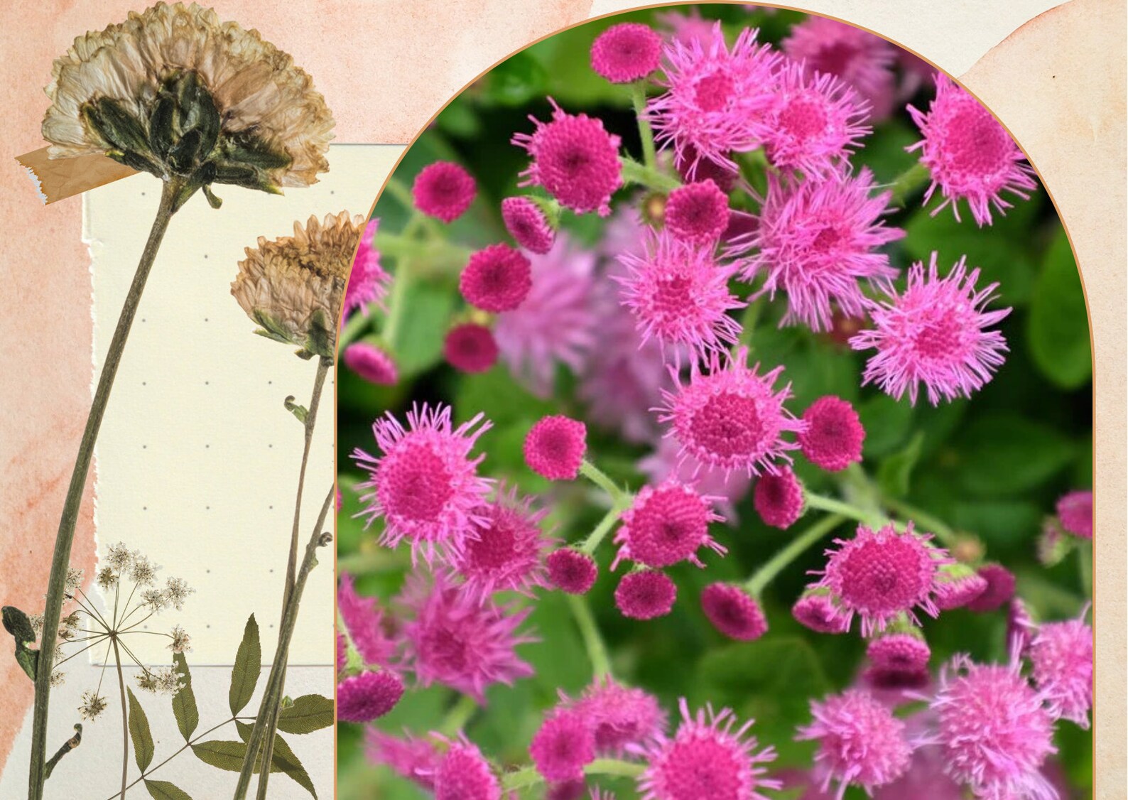 Ageratum Pink Puffs Annual Seeds, Collection of Garden Seeds for ...